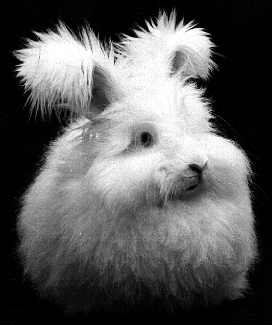 Angora Moden - Unsere Angora-Faser